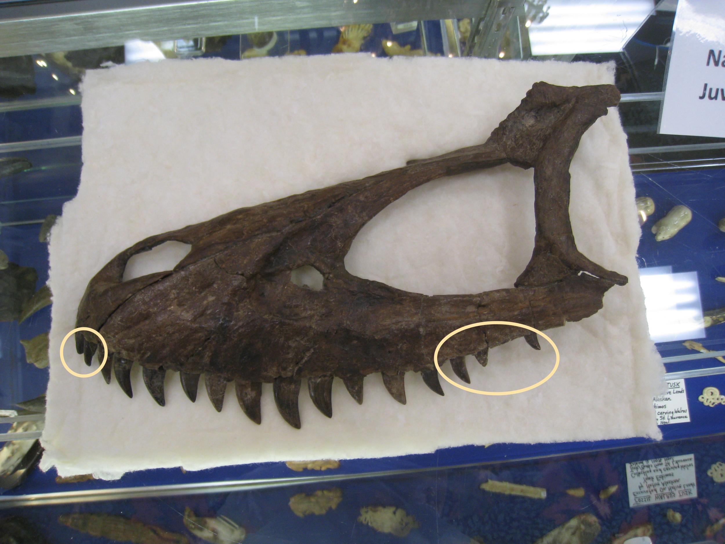 What is this dinosaur tooth? - Fossil ID - The Fossil Forum
