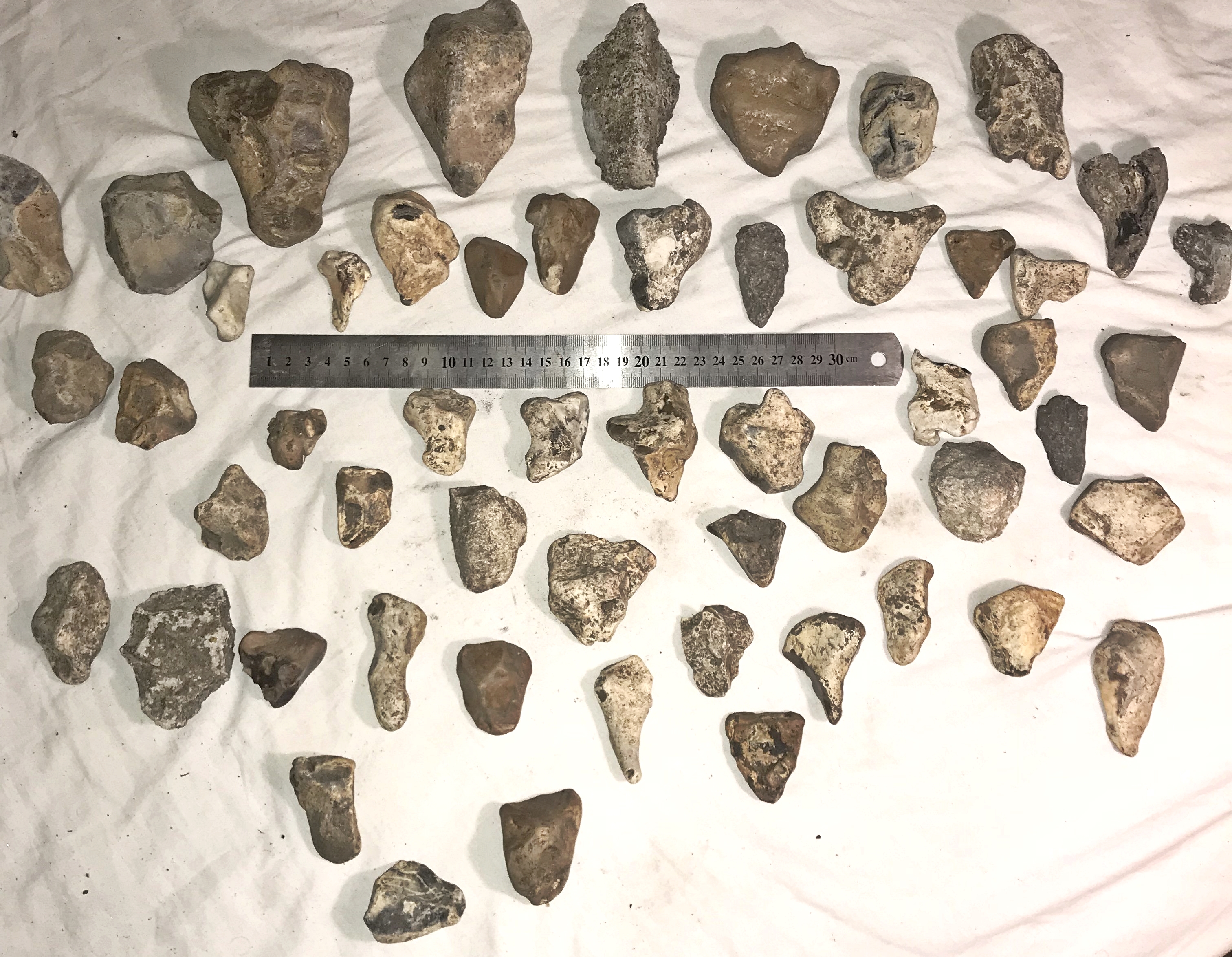 Possible Baronyx teeth? - Fossil ID - The Fossil Forum