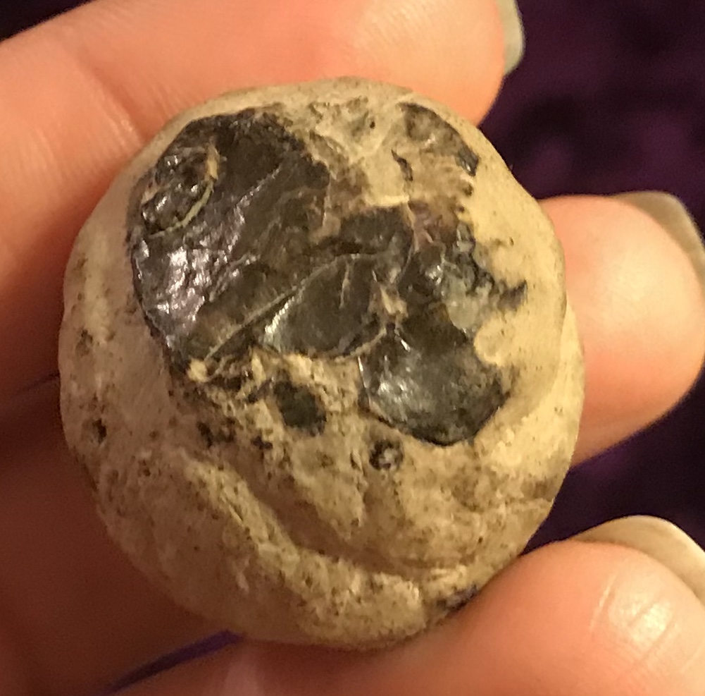 Is this a piece of coprolite? - Fossil ID - The Fossil Forum