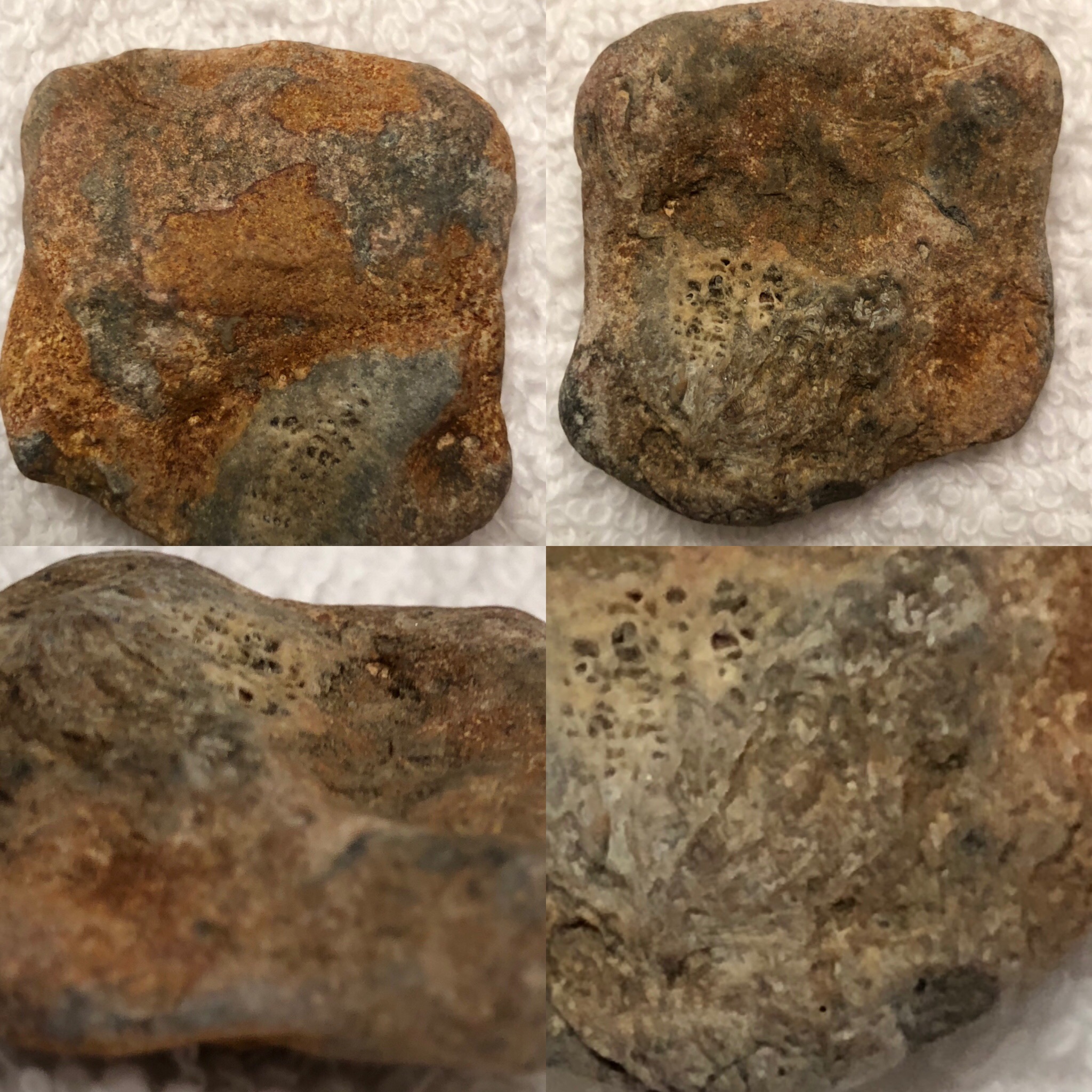 You will love this! - Fossil ID - The Fossil Forum