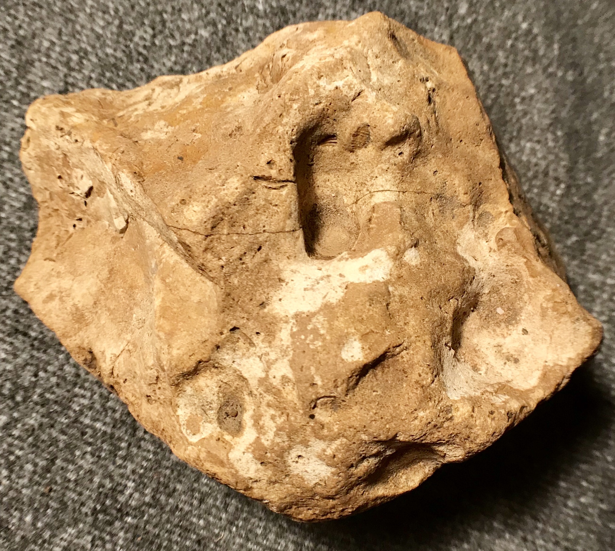 Identification Request - Fossil ID - The Fossil Forum