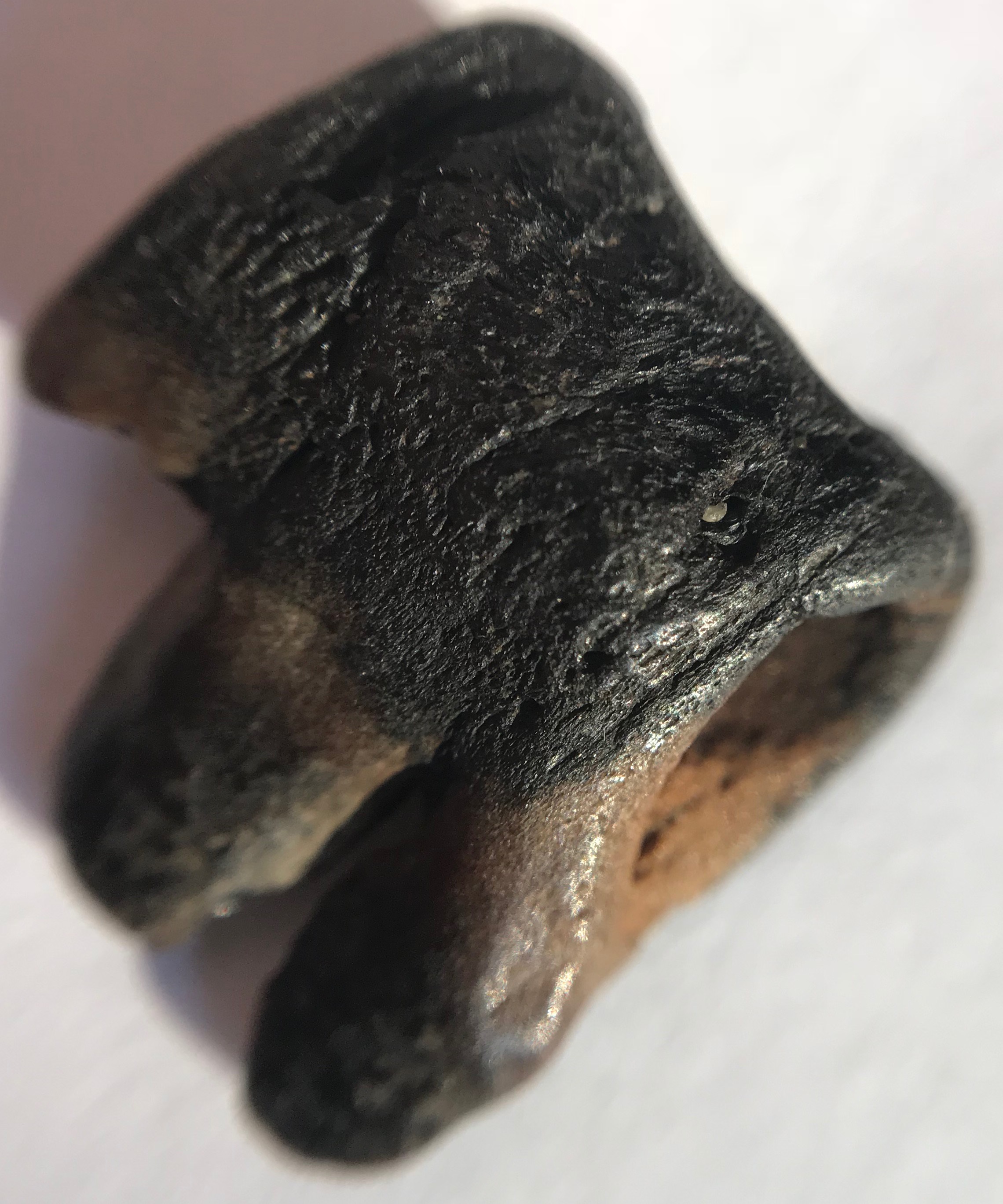 Unknown piece from Miocene of Calvert Formation - Fossil ID - The ...