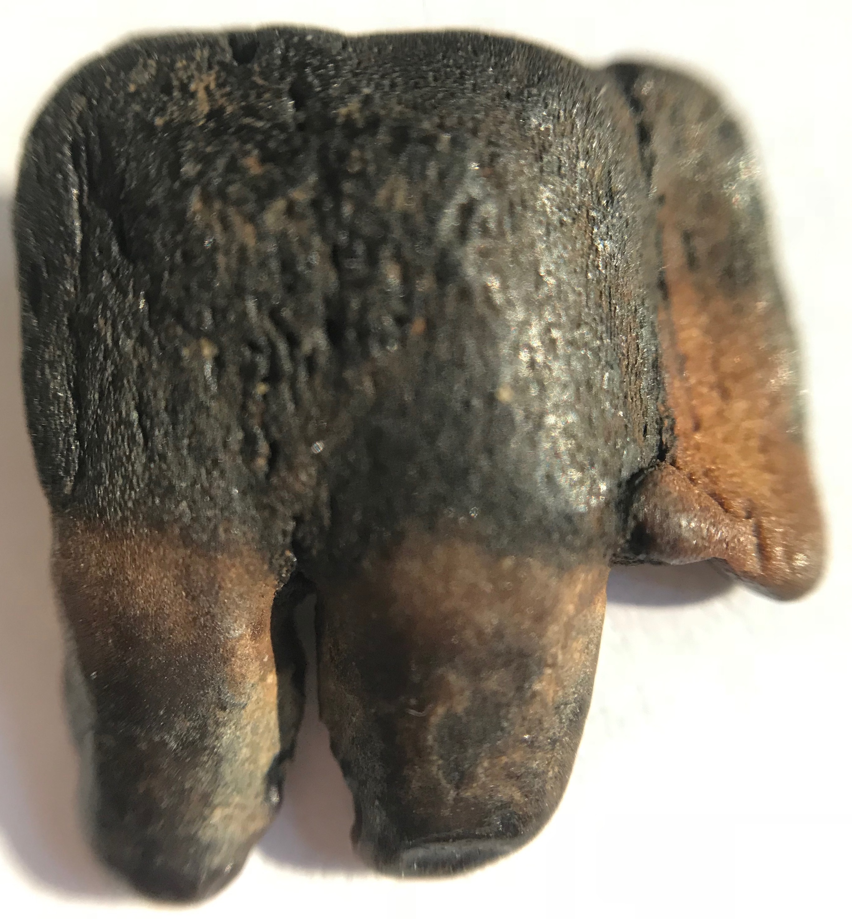 Unknown piece from Miocene of Calvert Formation - Fossil ID - The ...