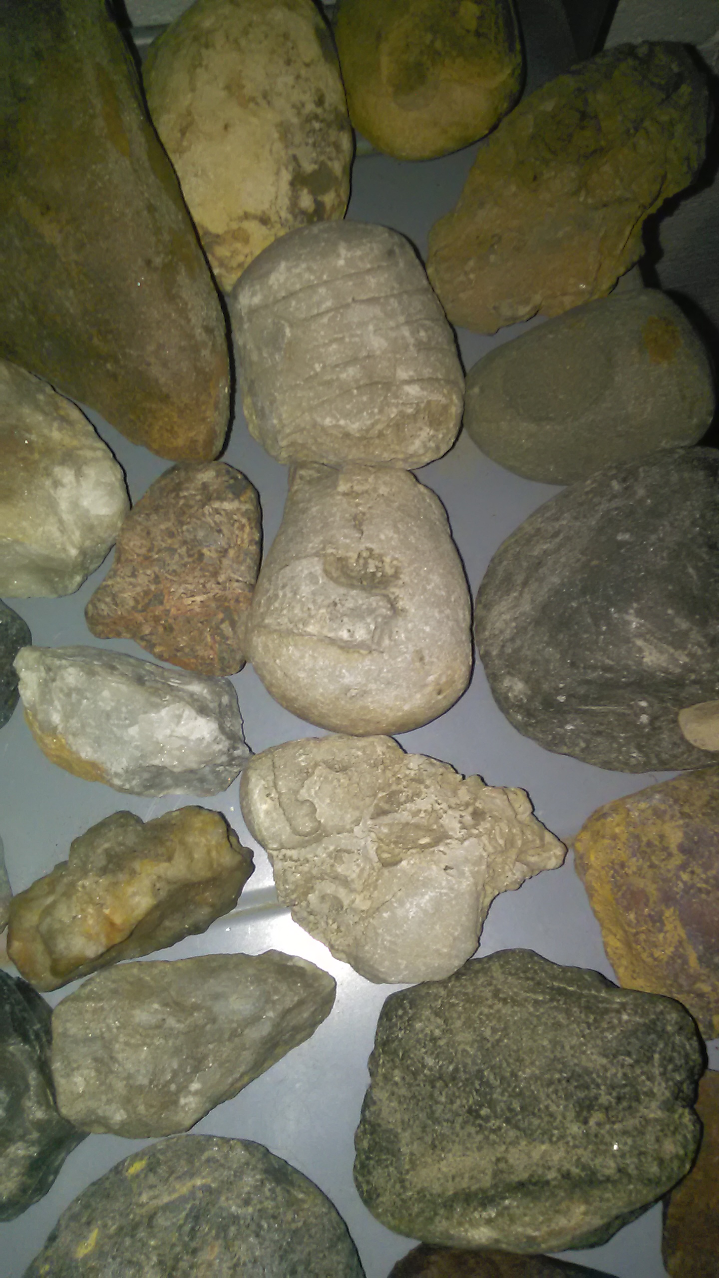 Worm like fossils, crinoids? - Fossil ID - The Fossil Forum