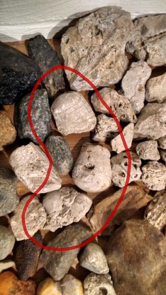 Worm like fossils, crinoids? - Fossil ID - The Fossil Forum