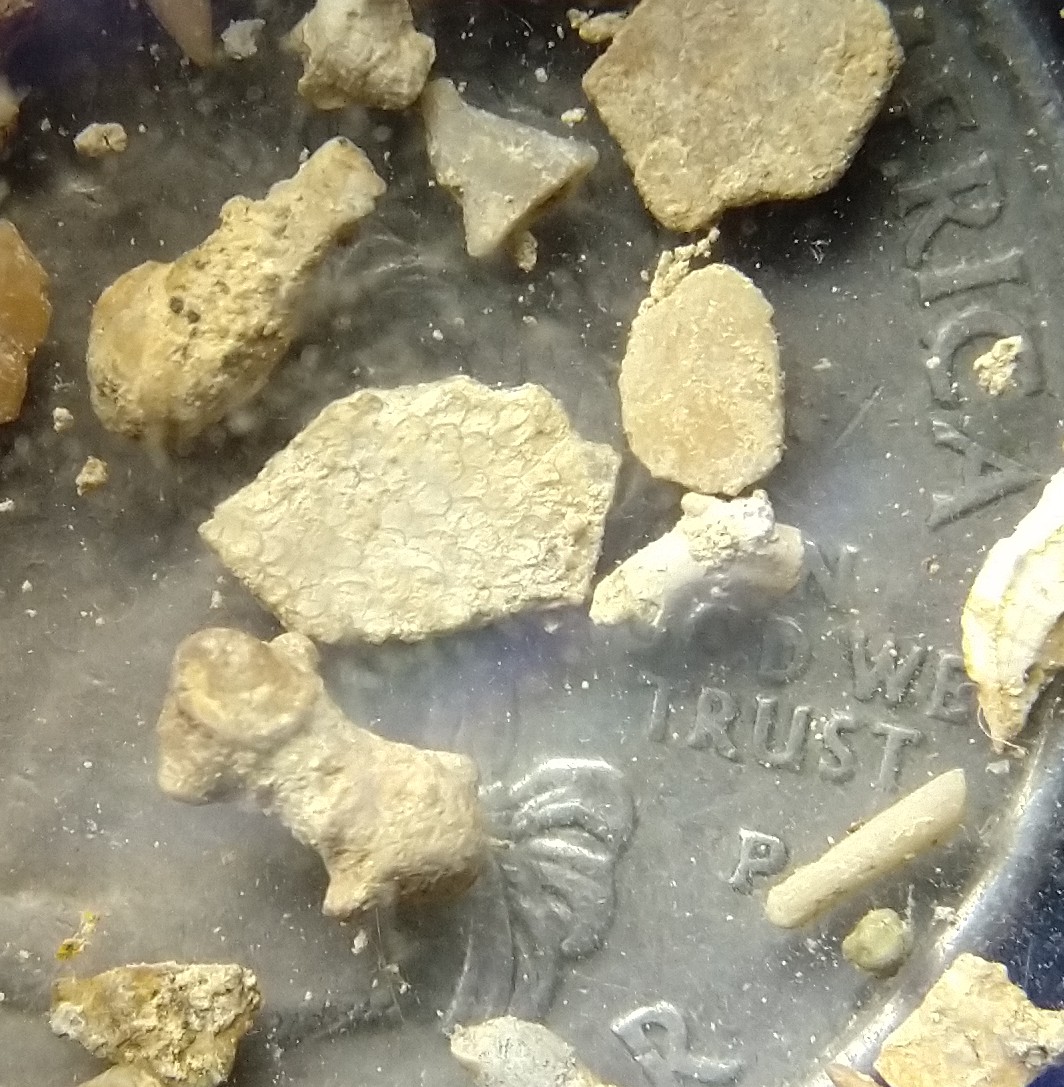 Texas micro shark teeth - Fossil ID - The Fossil Forum