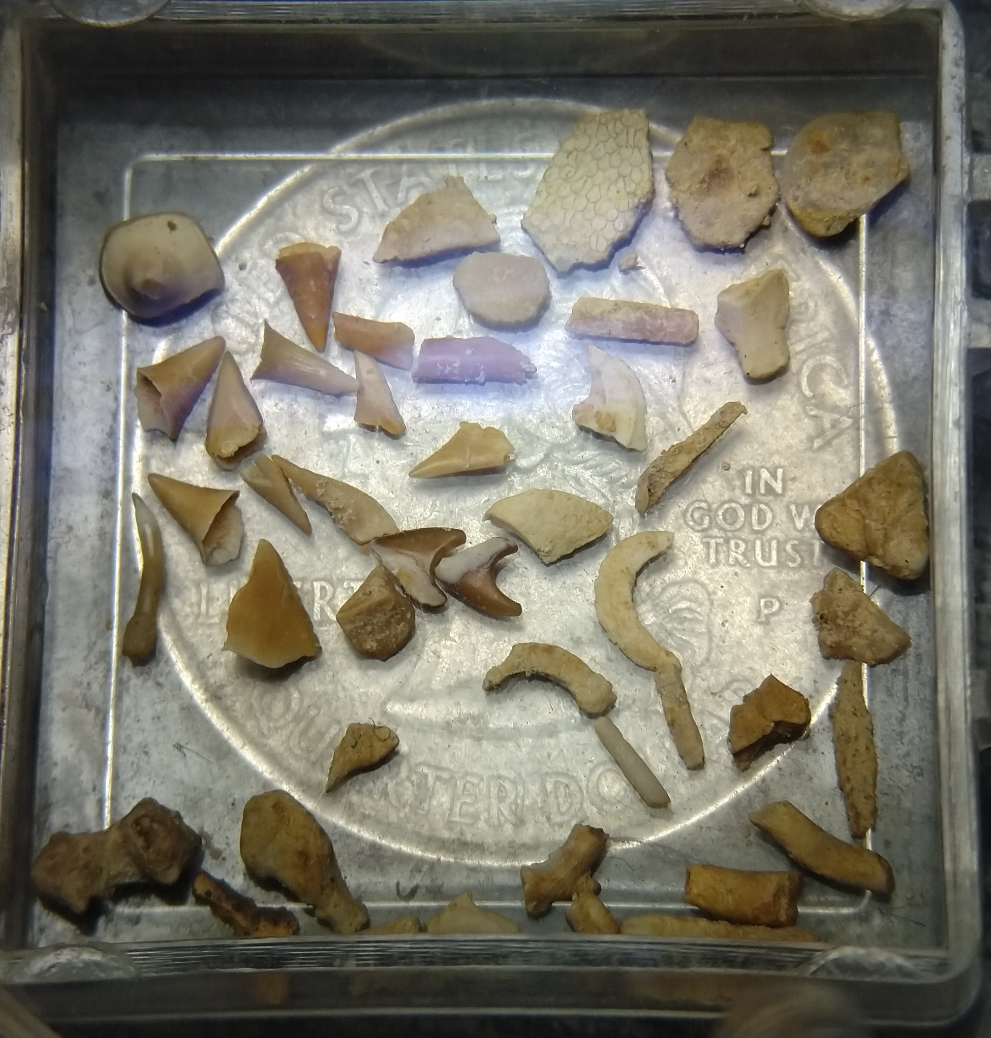 Texas micro shark teeth - Fossil ID - The Fossil Forum