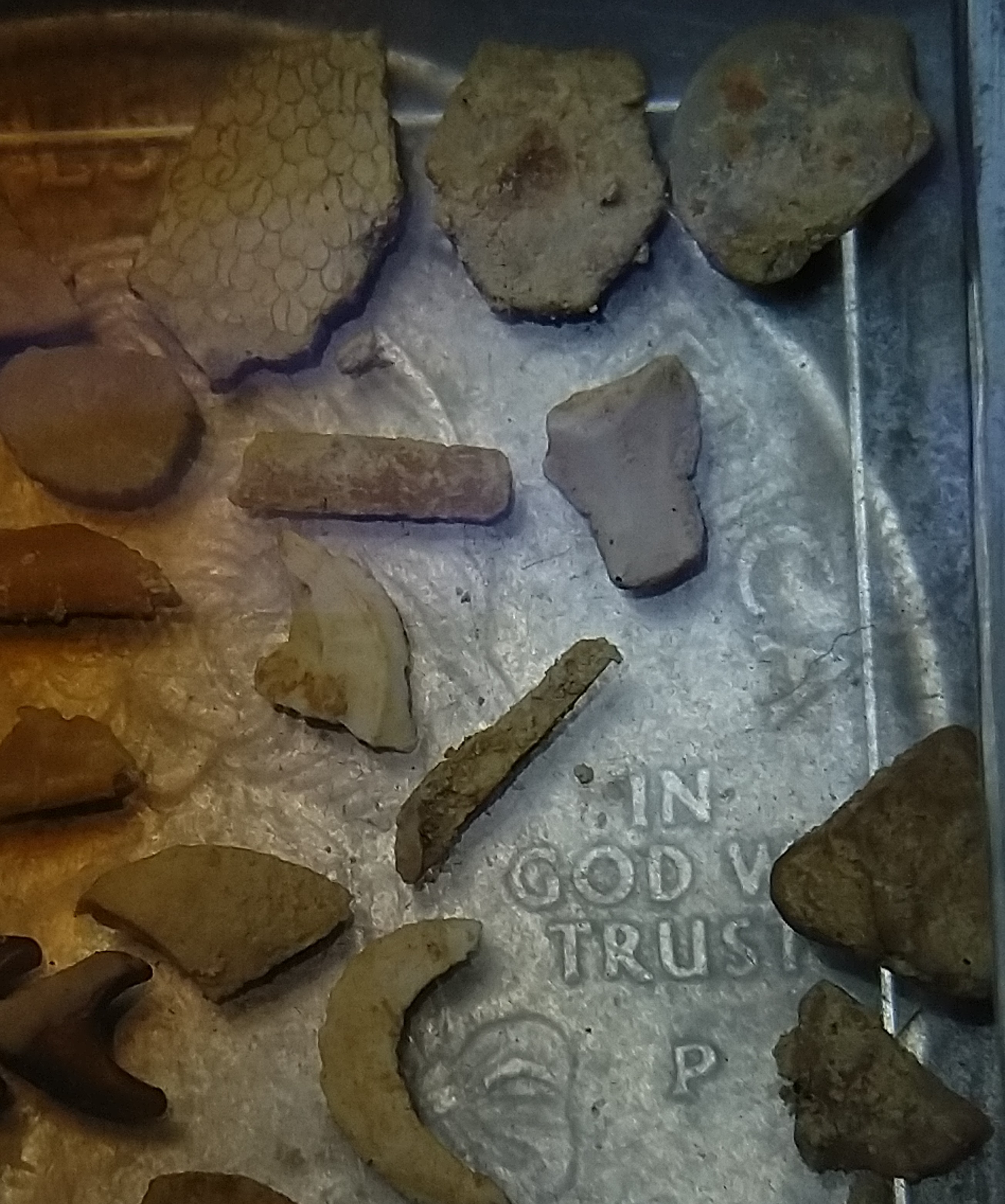 Texas micro shark teeth - Fossil ID - The Fossil Forum