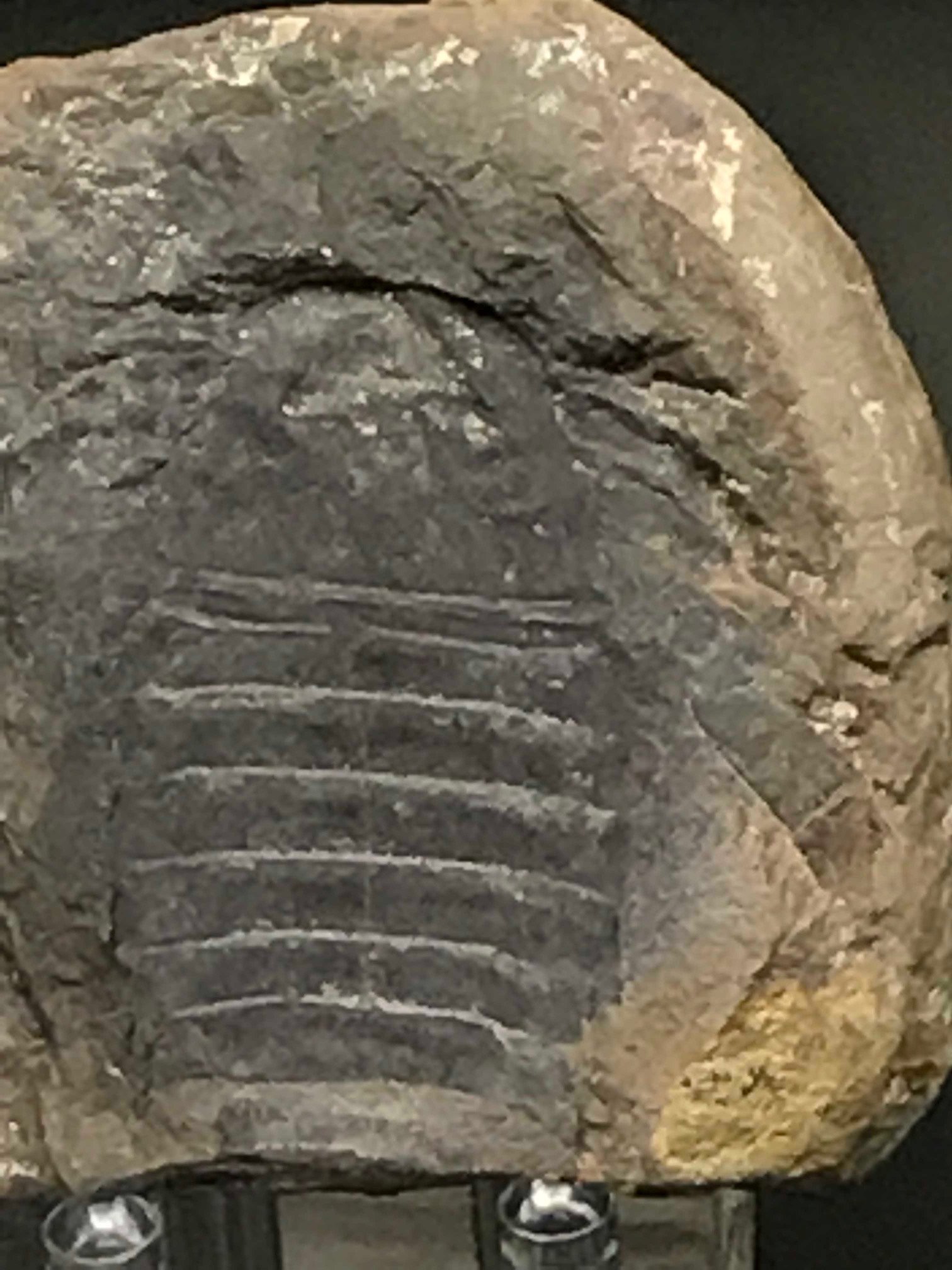 Mazon Creek Eurypterid Carapace ??? - Fossil ID - The Fossil Forum