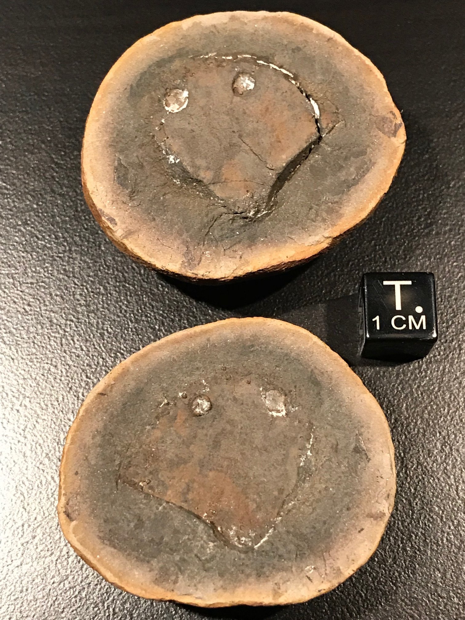 Mazon Creek Eurypterid Carapace ??? - Fossil ID - The Fossil Forum