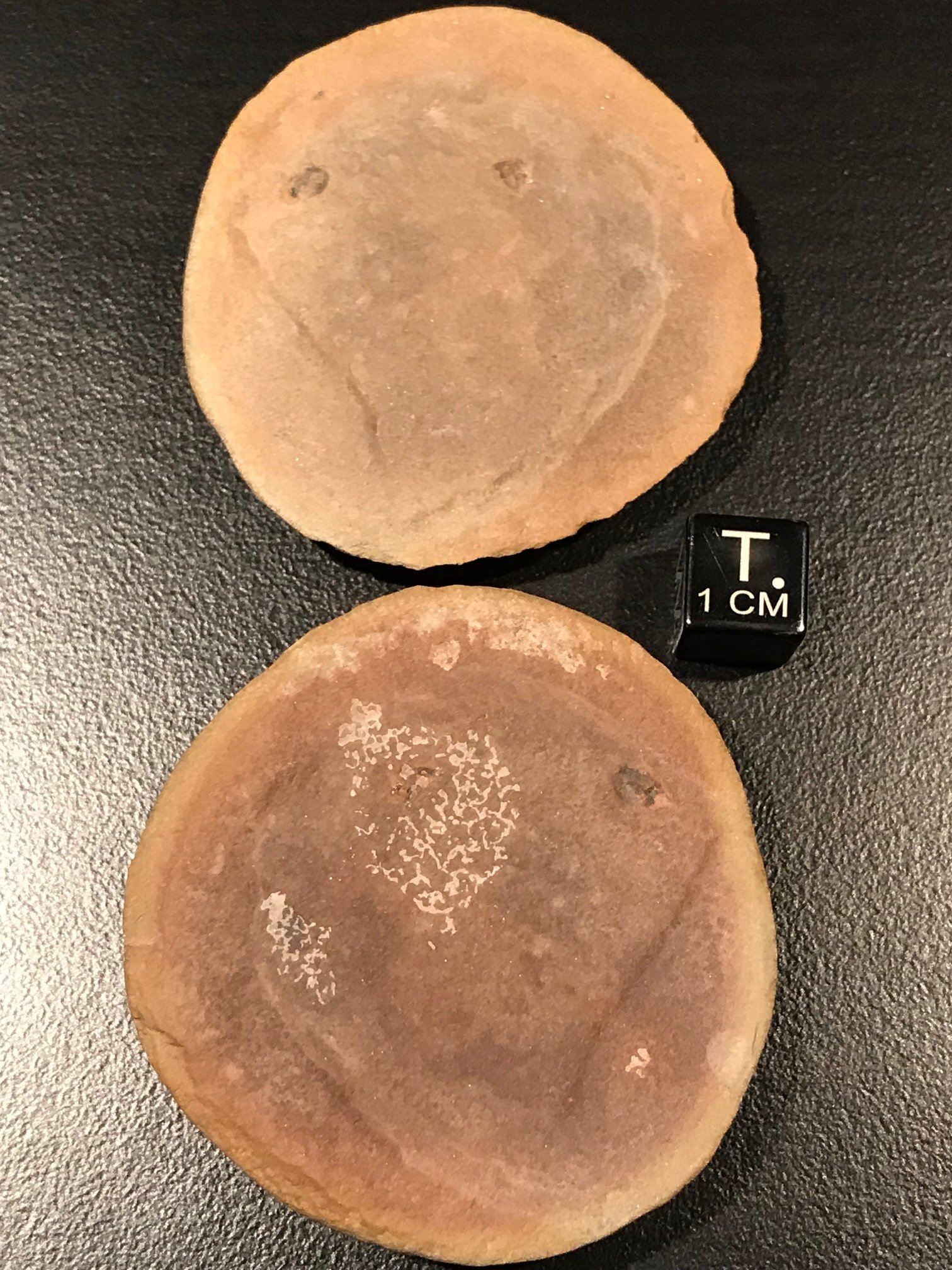Mazon Creek Eurypterid Carapace ??? - Fossil ID - The Fossil Forum