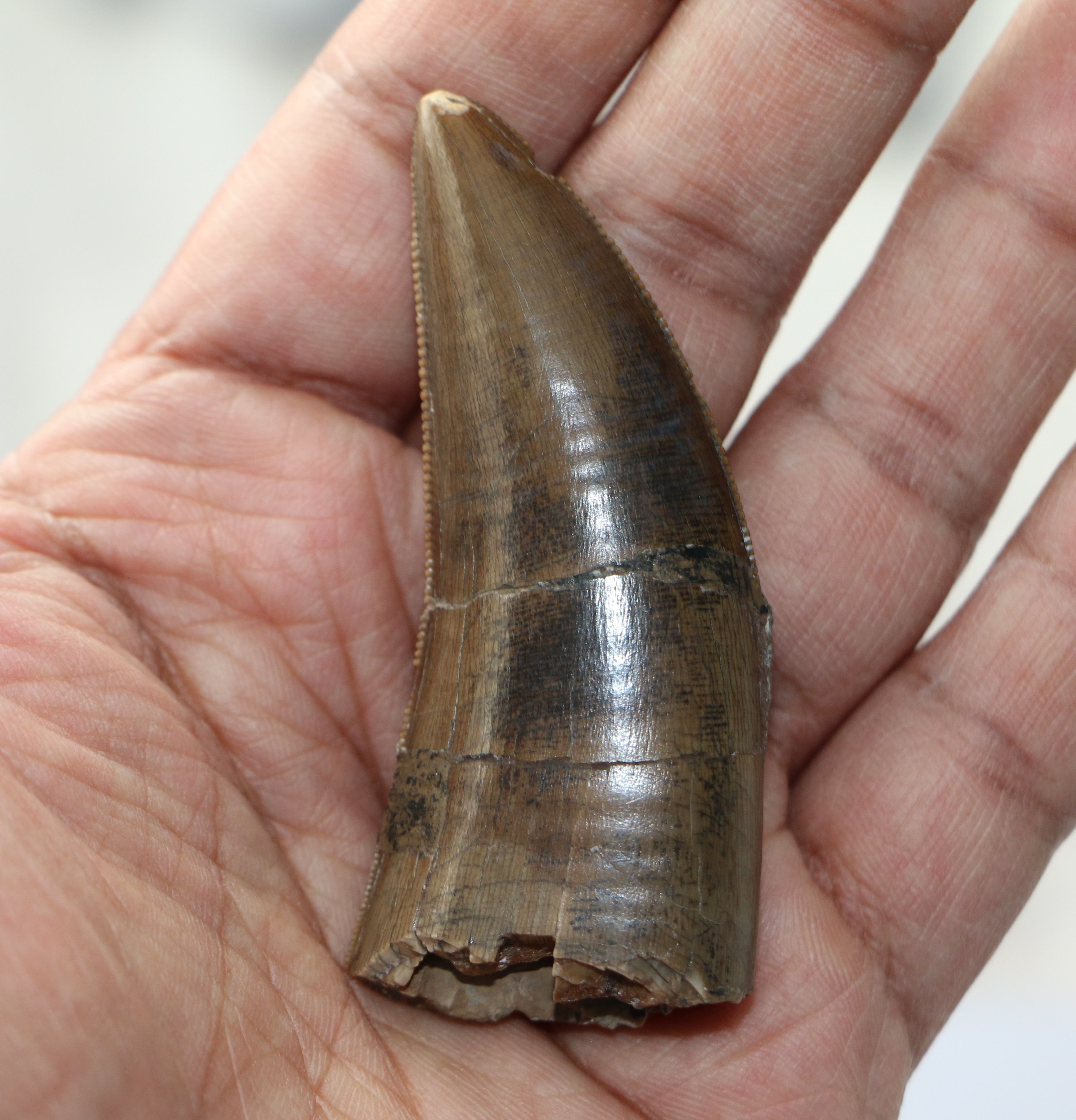 Torvosaurus tooth - Member Collections - The Fossil Forum