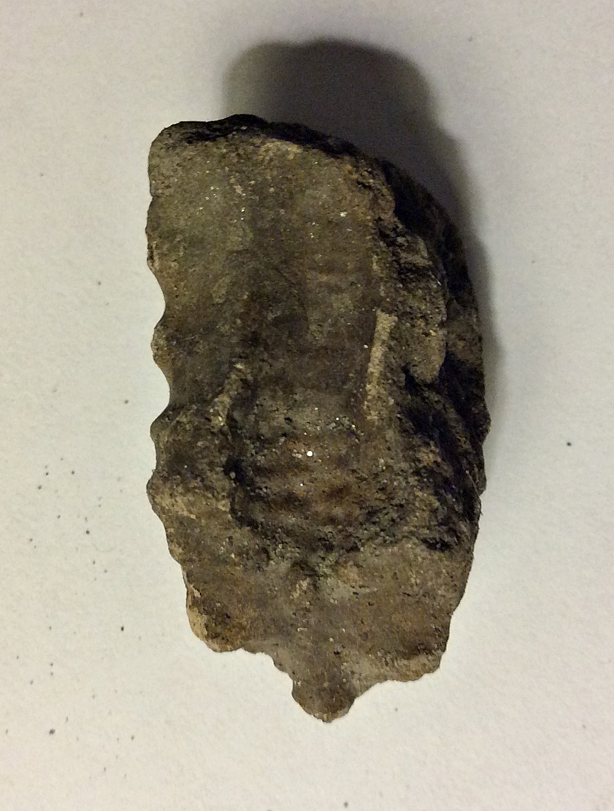 NJ Collecting - Fossil Hunting Trips - The Fossil Forum