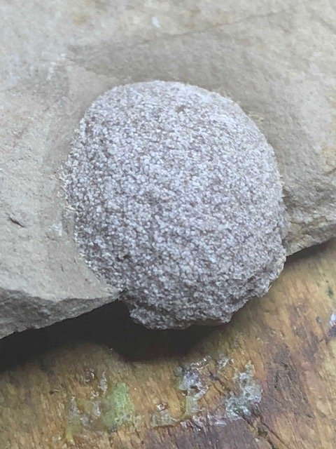 small round balls - Fossil ID - The Fossil Forum