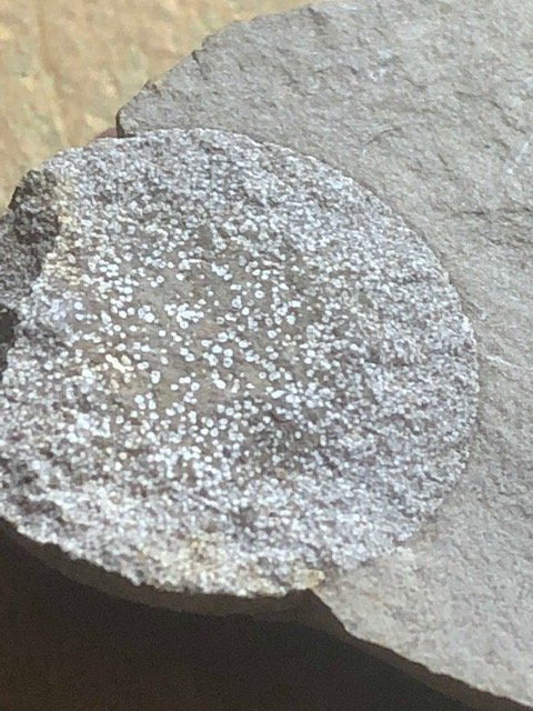 small round balls - Fossil ID - The Fossil Forum