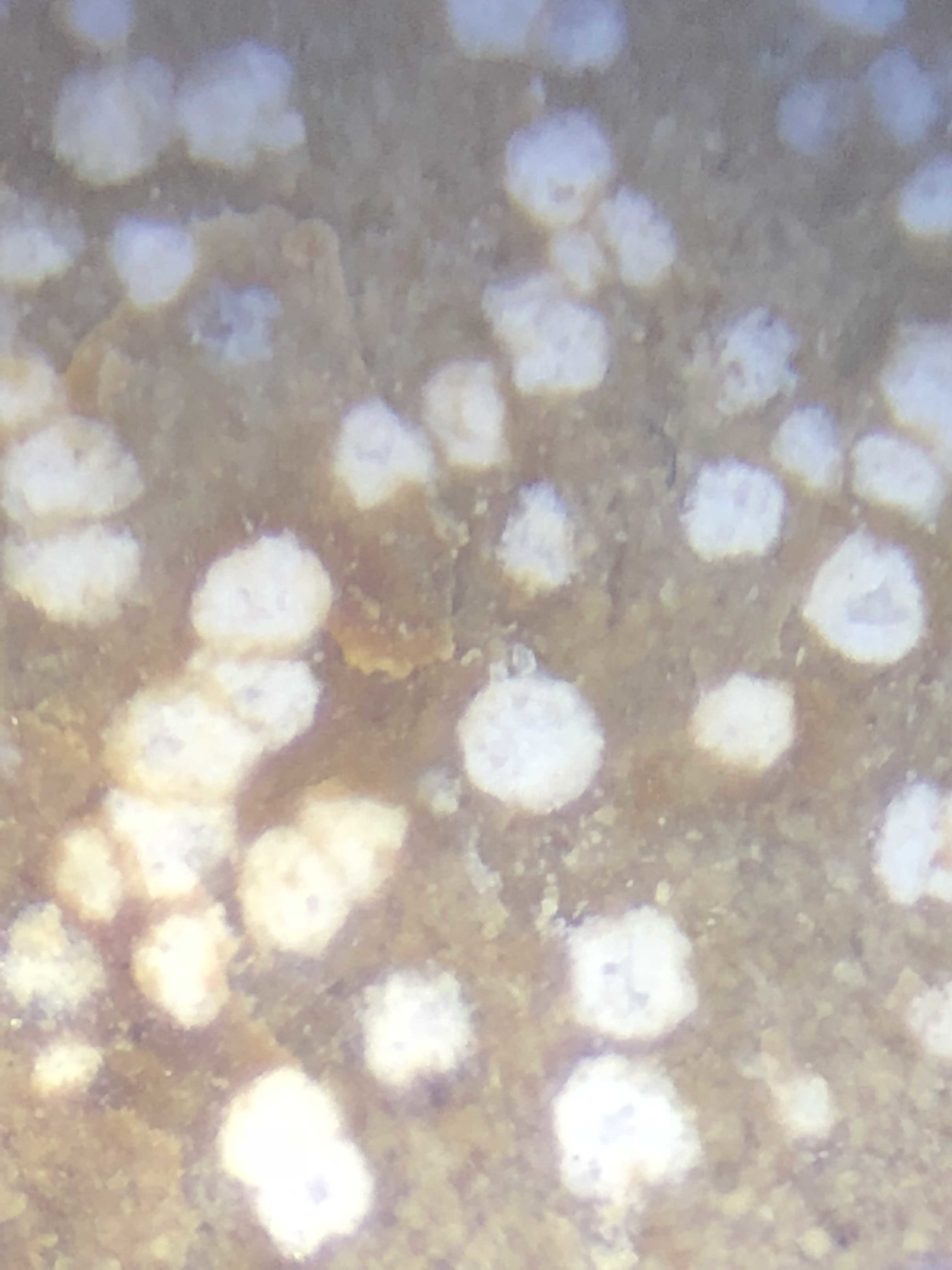 small round balls - Fossil ID - The Fossil Forum