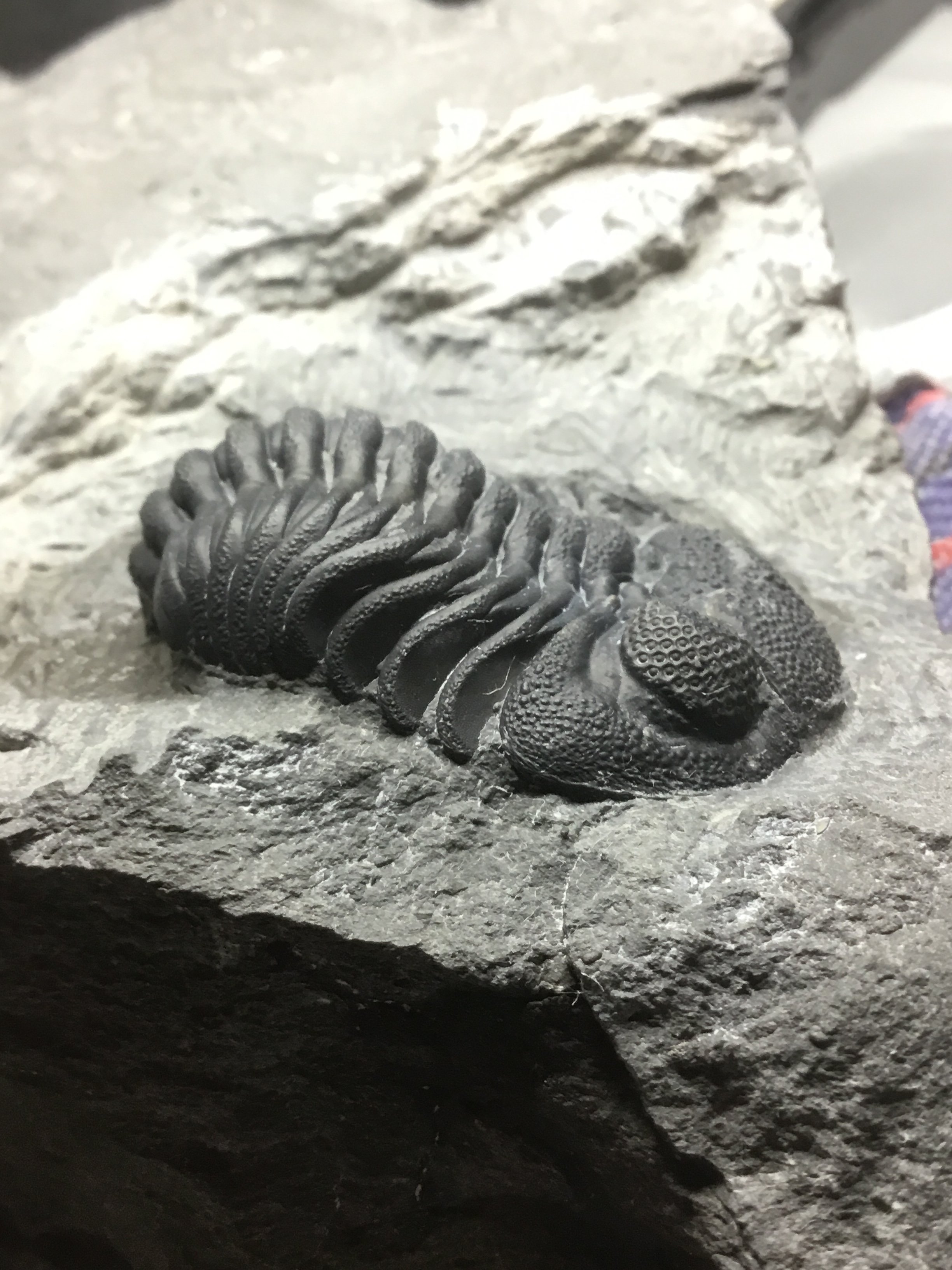 Kane's Bug Preps - Fossil Preparation - The Fossil Forum