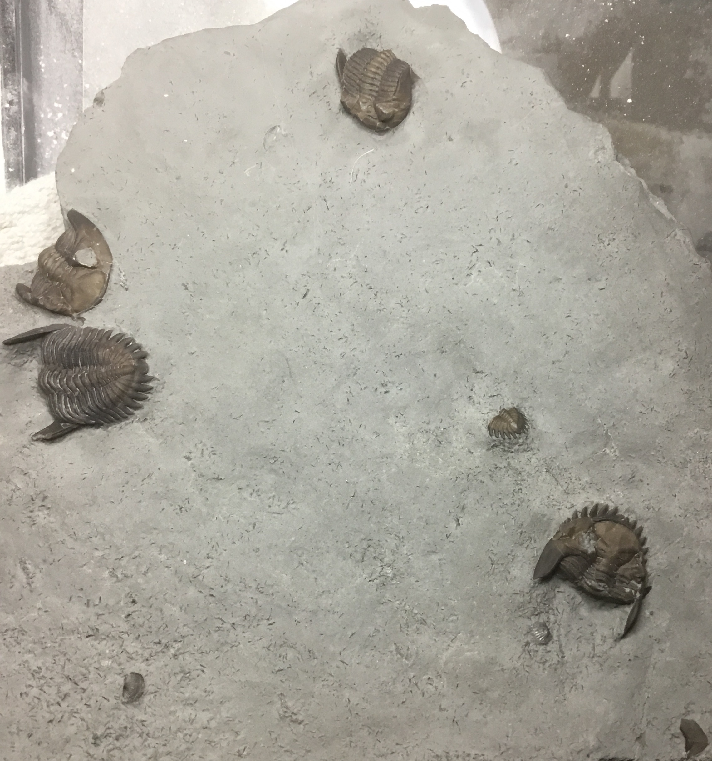Greenops fourplex - Member Collections - The Fossil Forum