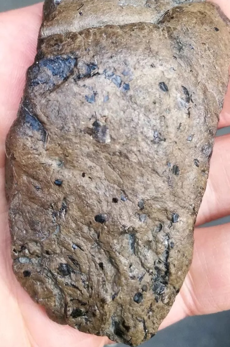 Awesome Coprolite - General Fossil Discussion - The Fossil Forum