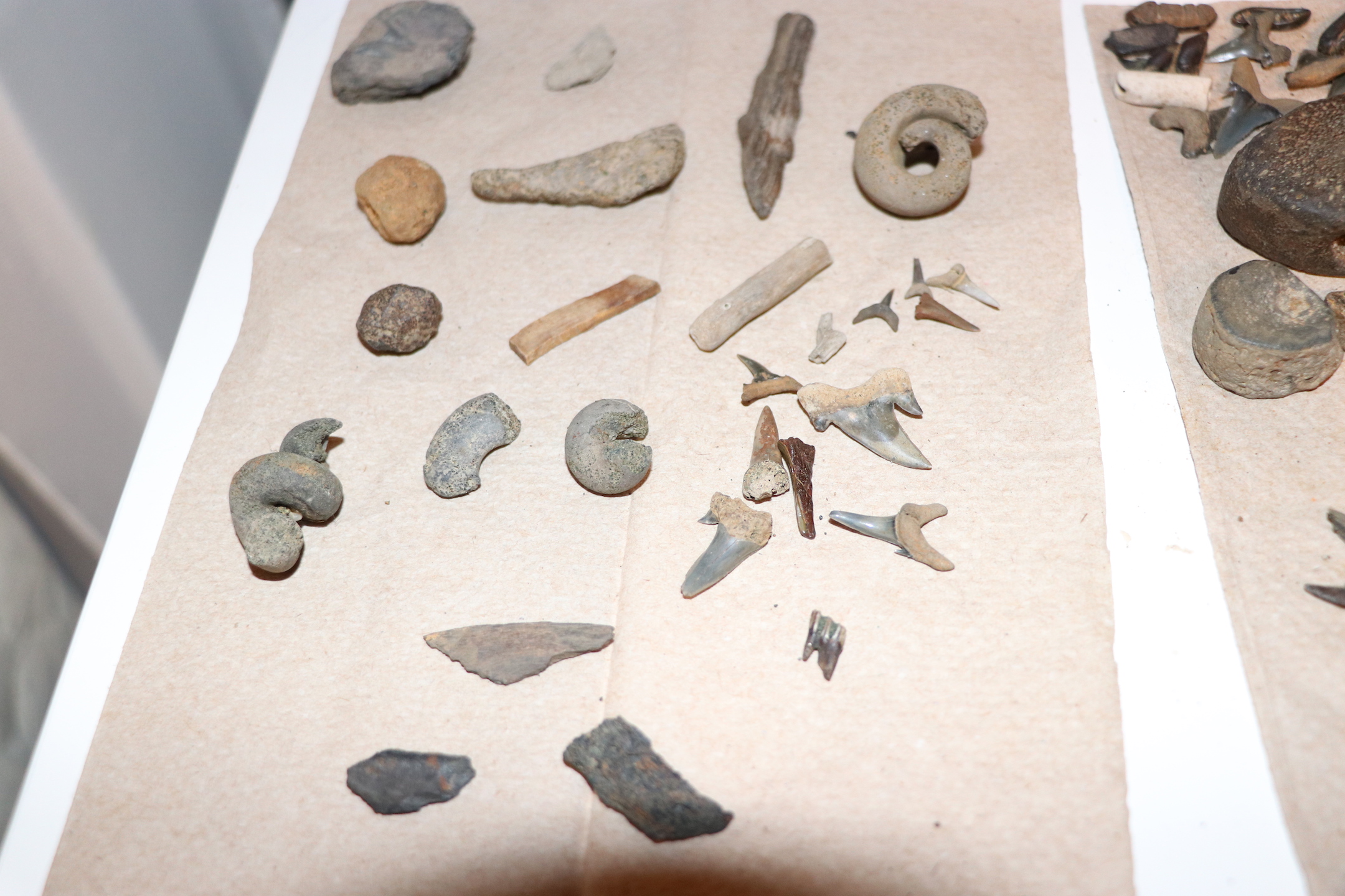 NJ Collecting - Fossil Hunting Trips - The Fossil Forum