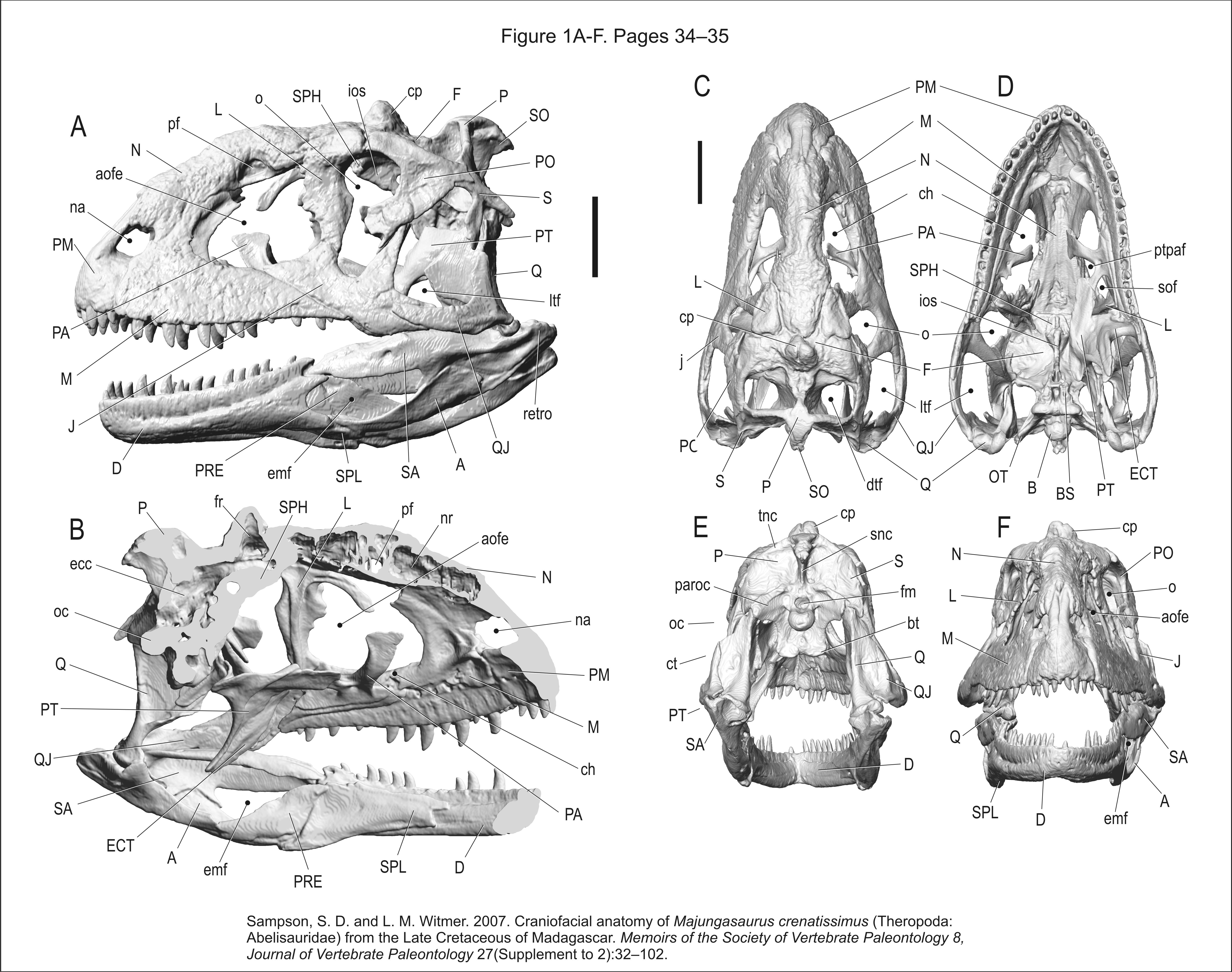 Skull bone structure? - Questions & Answers - The Fossil Forum