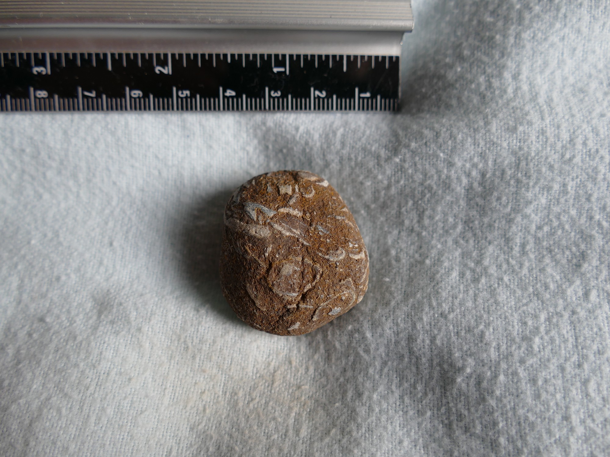 Runswick Bay & Stoupe Beck Fossil IDs please - Fossil ID - The Fossil Forum