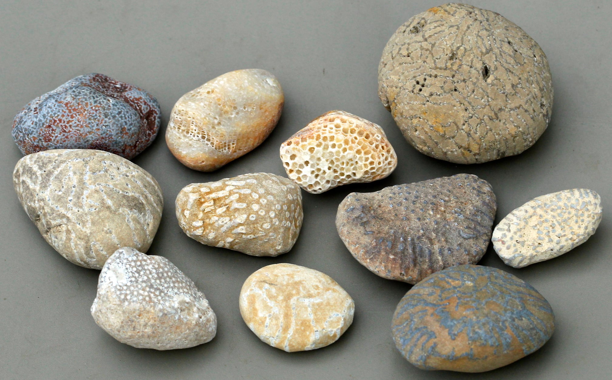 Lake Michigan - Fossil Hunting Trips - The Fossil Forum