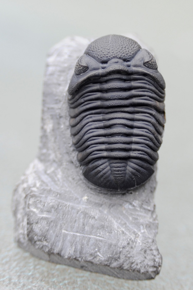 First trilobite prep - Fossil Preparation - The Fossil Forum