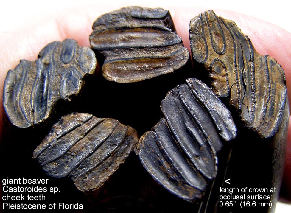 I'm thinking beaver tooth?????? - Fossil ID - The Fossil Forum