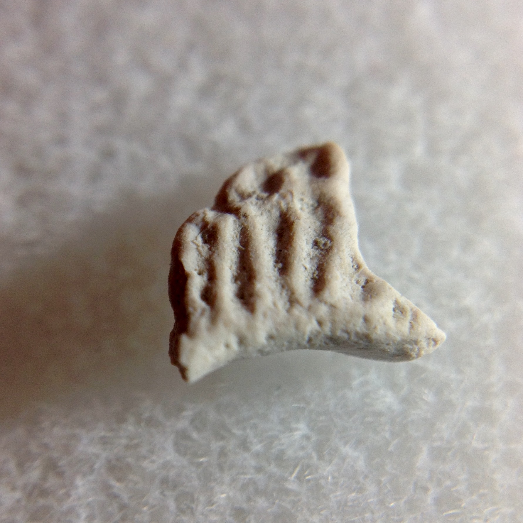 Richard’s Spur Oklahoma - Member Collections - The Fossil Forum