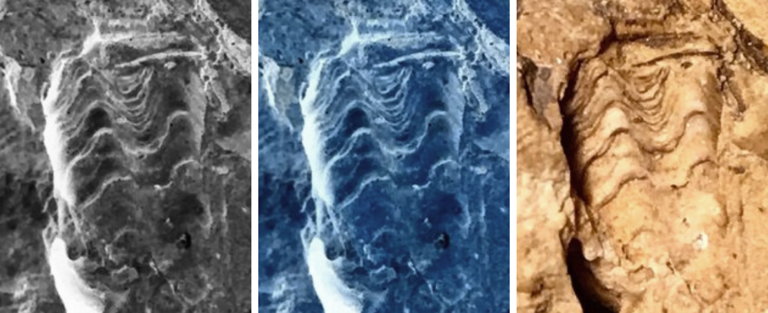 Identification Request - Fossil ID - The Fossil Forum