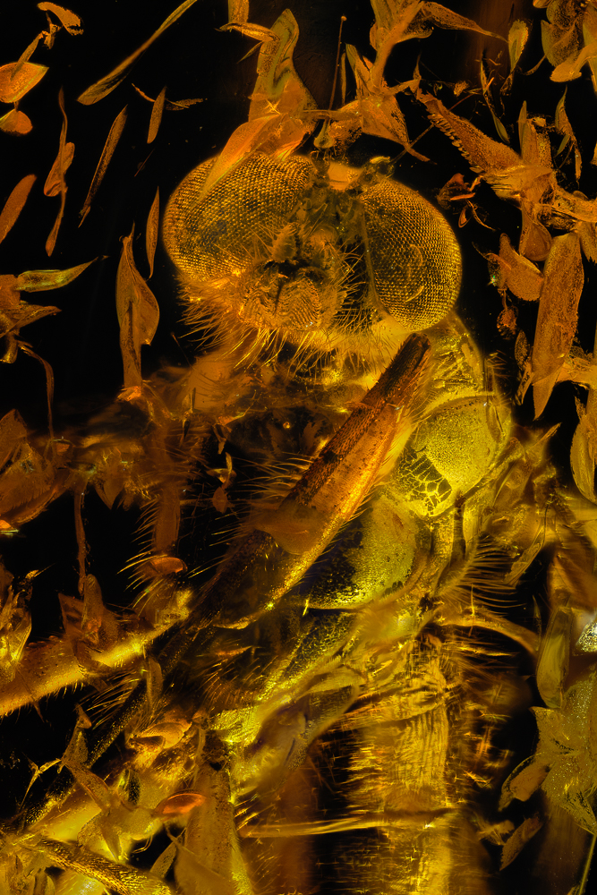 Amber insect photographs - Member Collections - The Fossil Forum