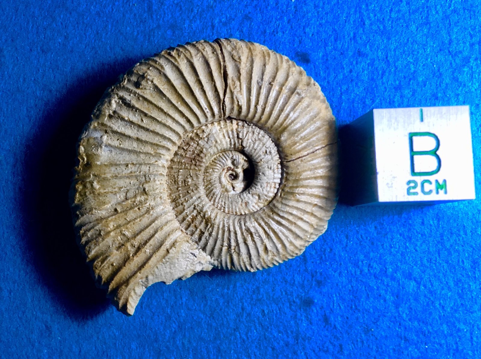Perisphinctes - Member Collections - The Fossil Forum