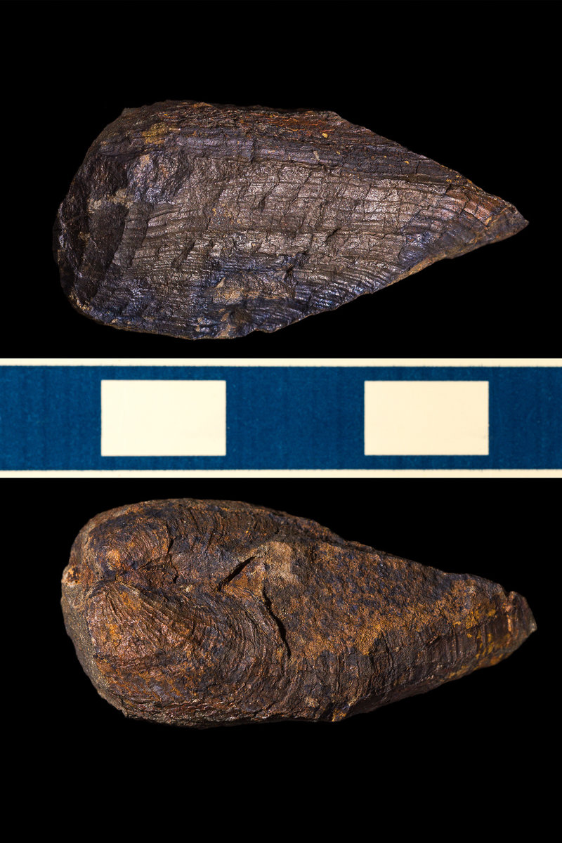 Pinna.jpg - Member Collections - The Fossil Forum
