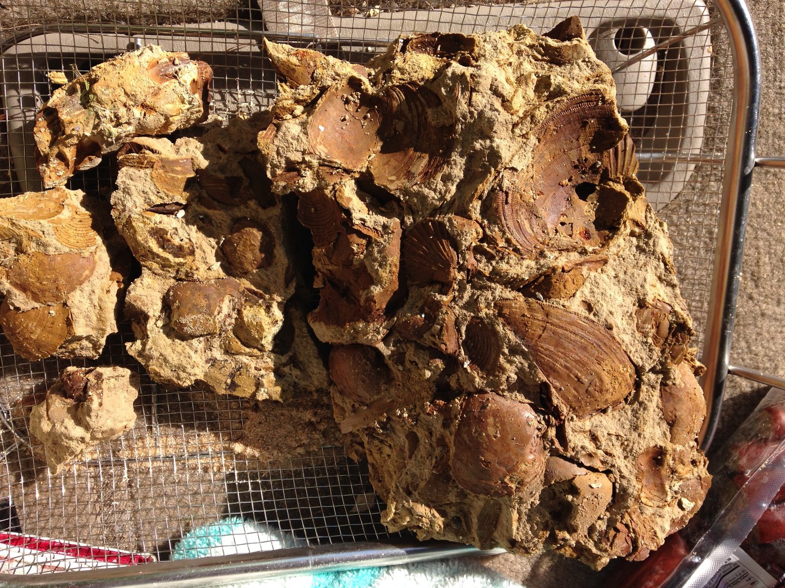 Mollusk Molds - Member Collections - The Fossil Forum