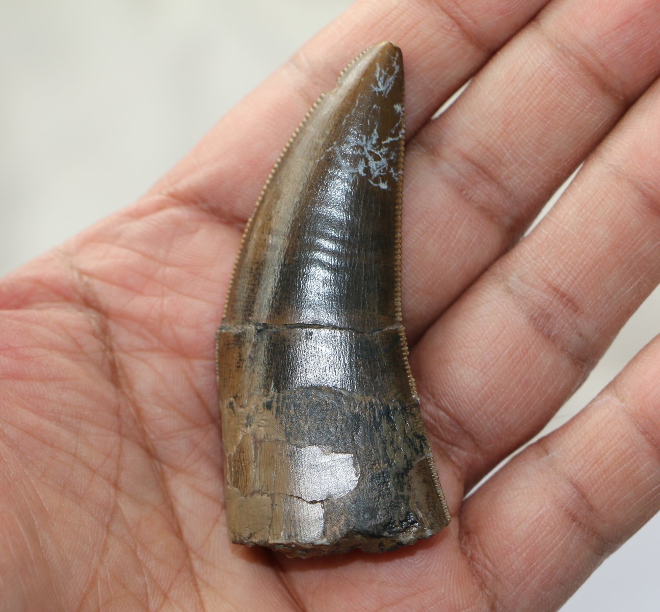 Torvosaurus tooth - Member Collections - The Fossil Forum