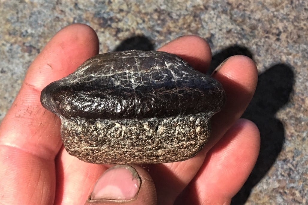 Large Ptychodus Marginalis - General Fossil Discussion - The Fossil Forum