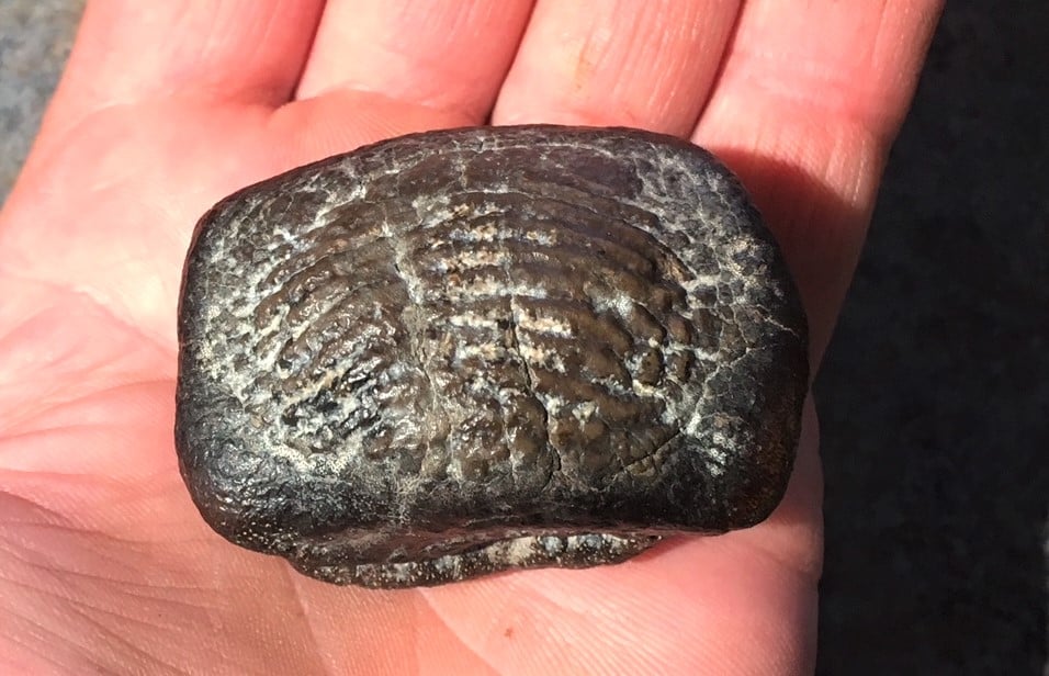 Large Ptychodus Marginalis - General Fossil Discussion - The Fossil Forum