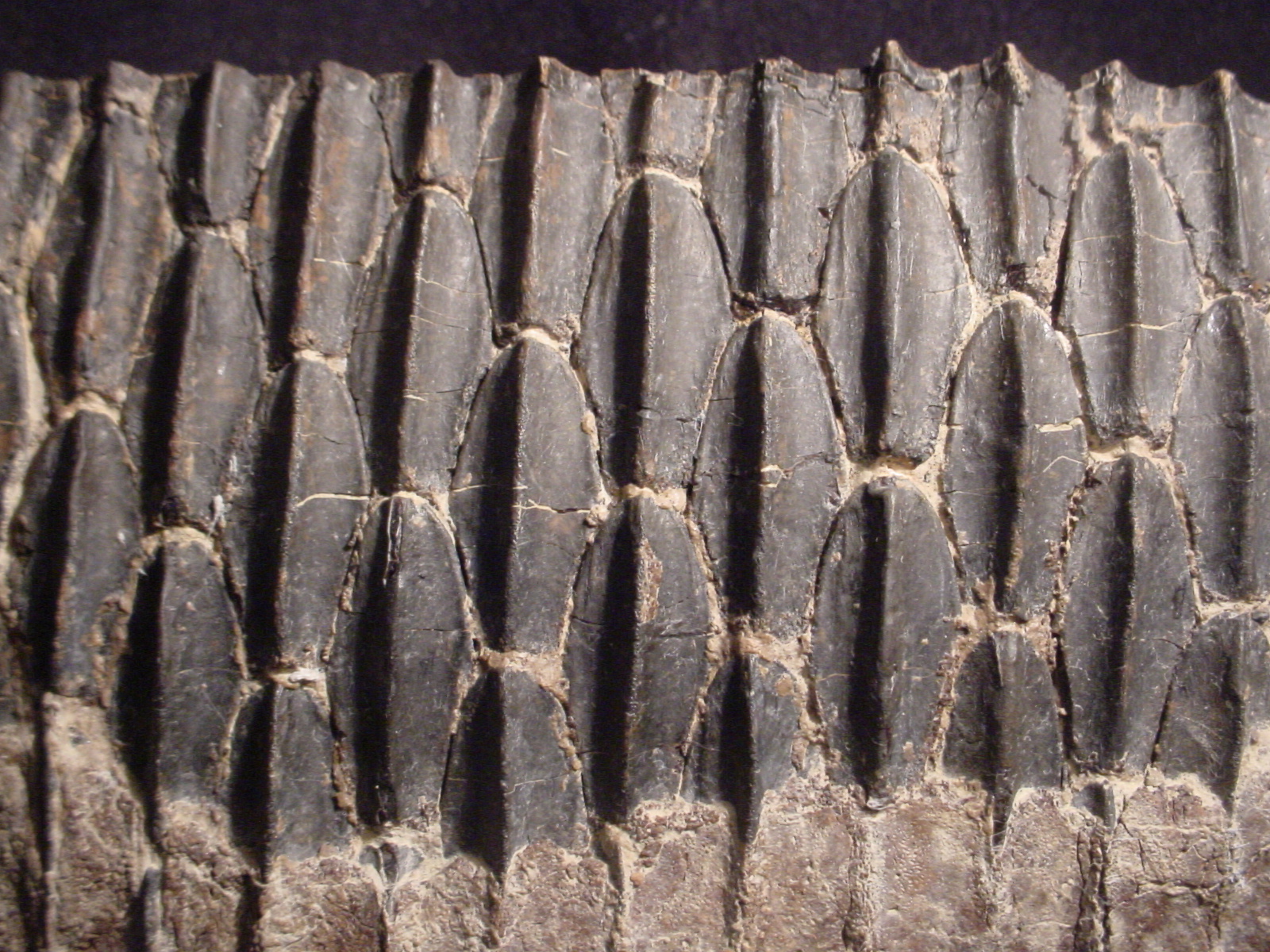Lance Creek tooth? - Fossil ID - The Fossil Forum