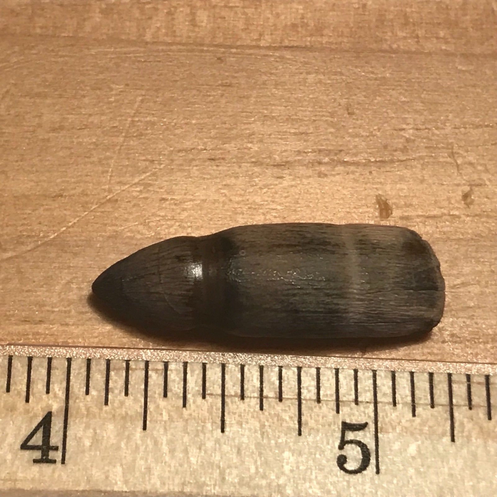 Alligator Tooth - Fossil ID - The Fossil Forum