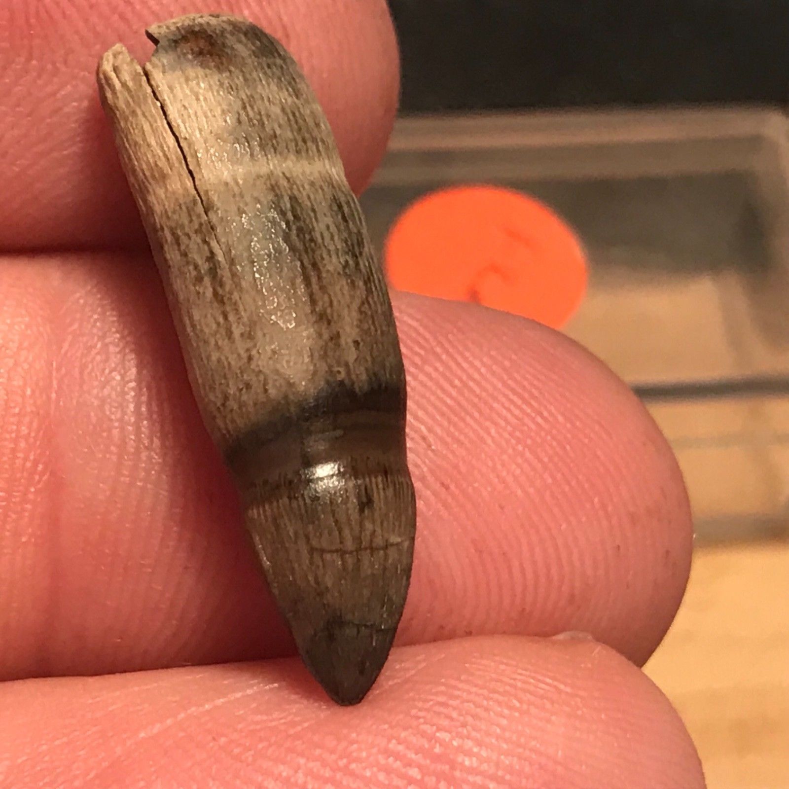 Alligator Tooth - Fossil ID - The Fossil Forum