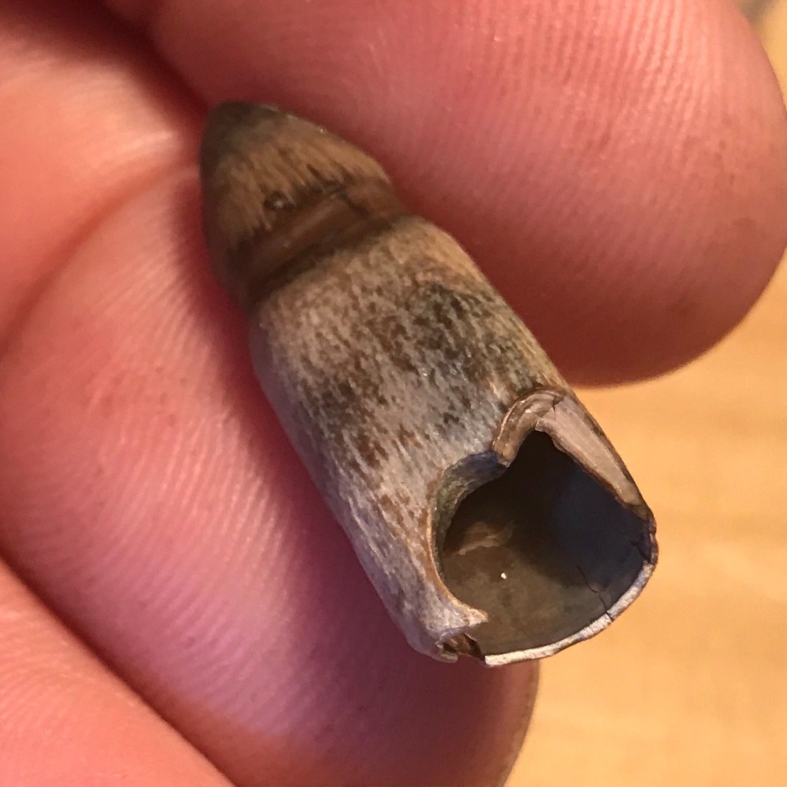 Alligator Tooth - Fossil ID - The Fossil Forum