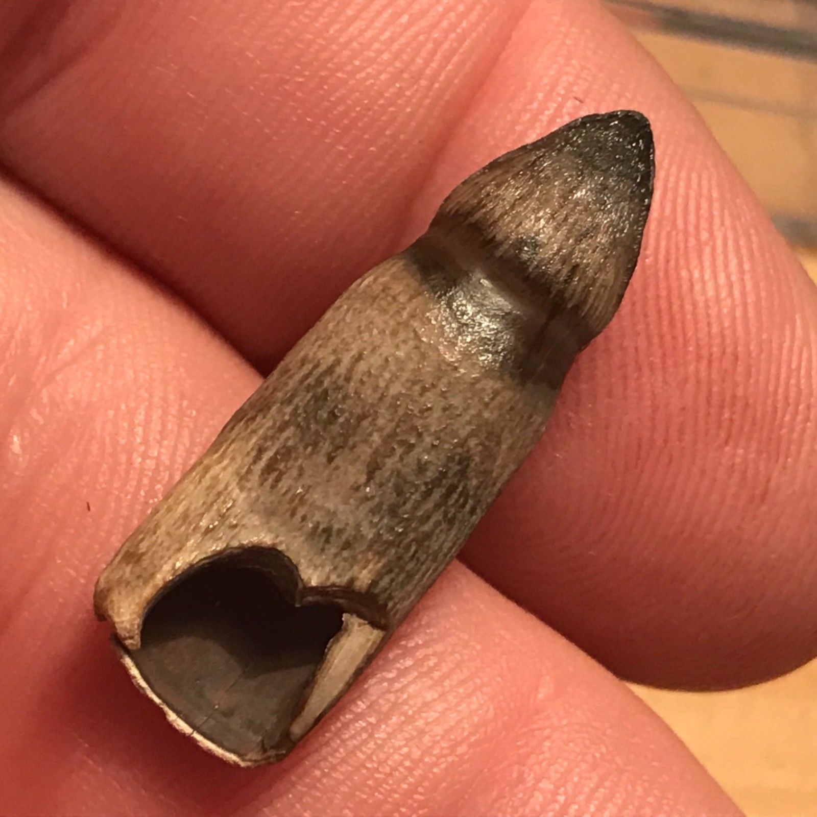 Alligator Tooth - Fossil ID - The Fossil Forum