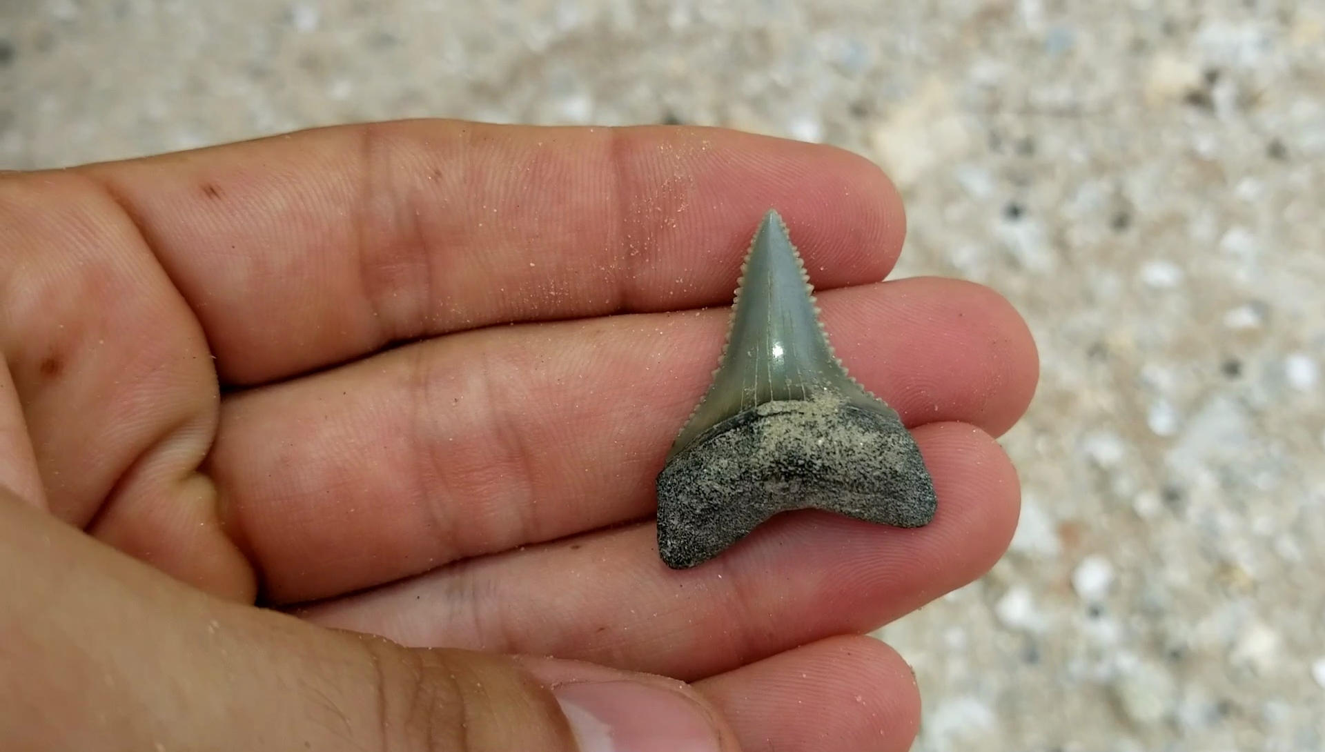 Dirt Road Shark Tooth Hunting in Florida - Summer of 2018 - Fossil ...