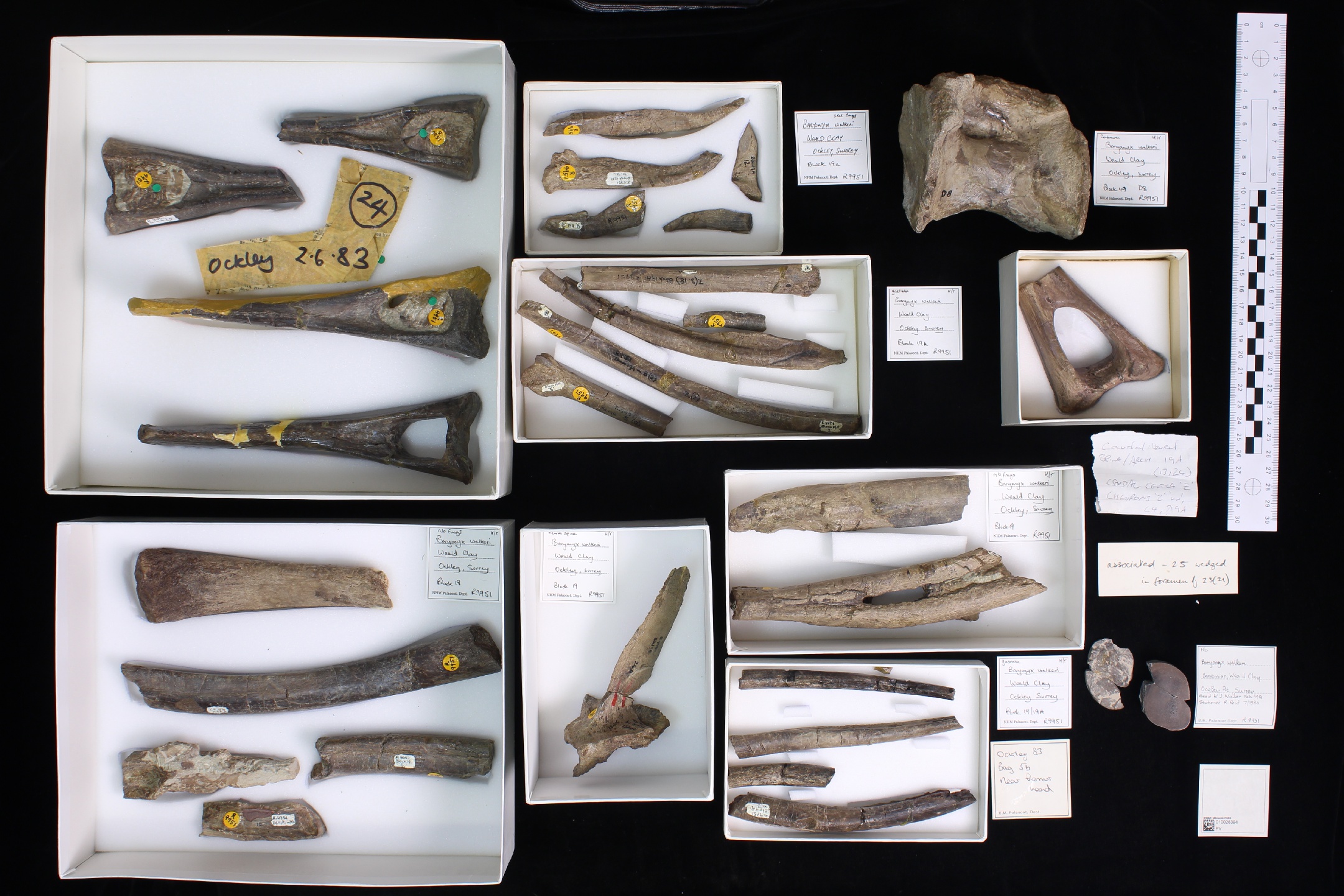 A chevron bone? But from what? - Fossil ID - The Fossil Forum