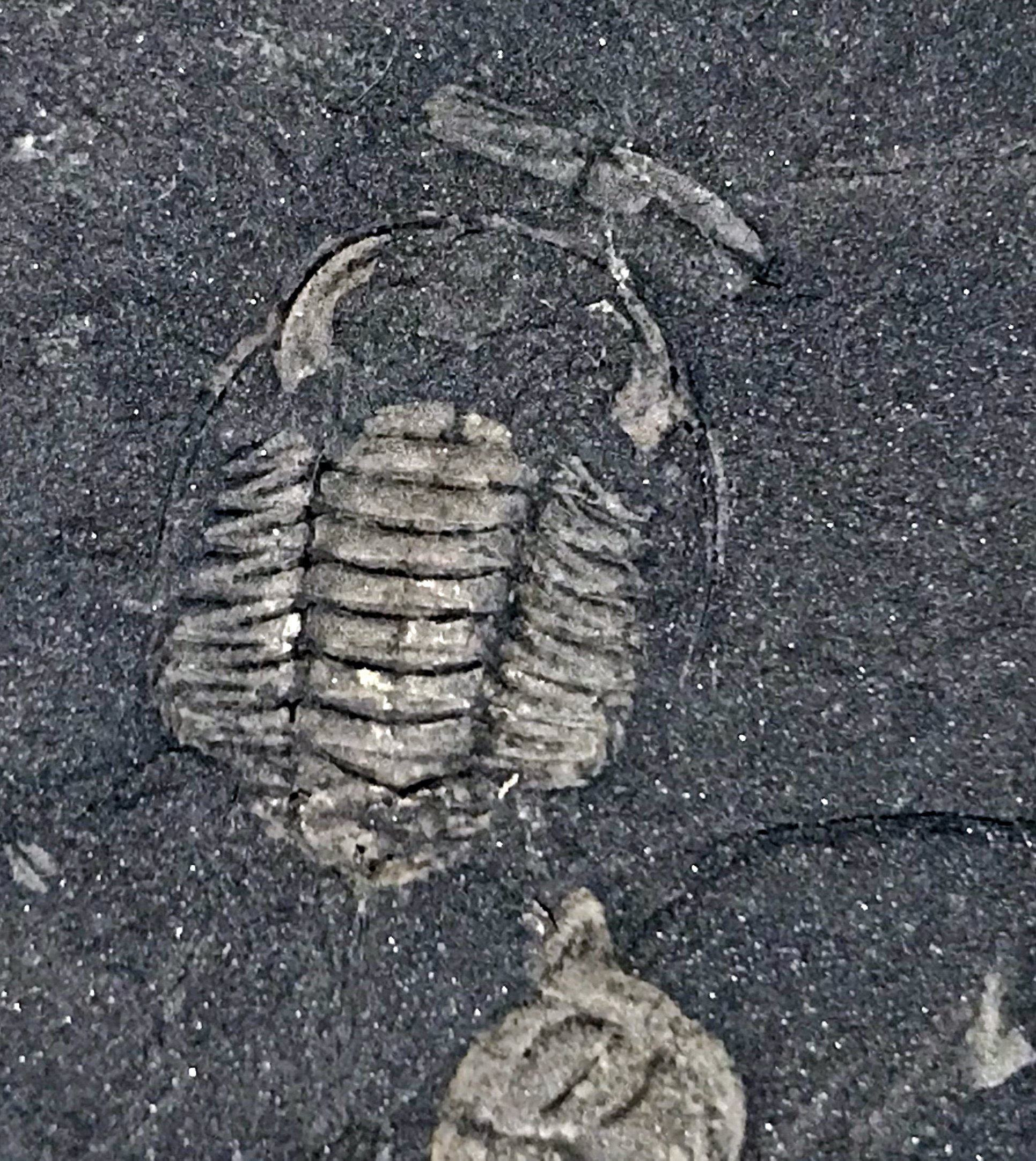 Triarthrus spinosus - Trilobites - The Fossil Forum