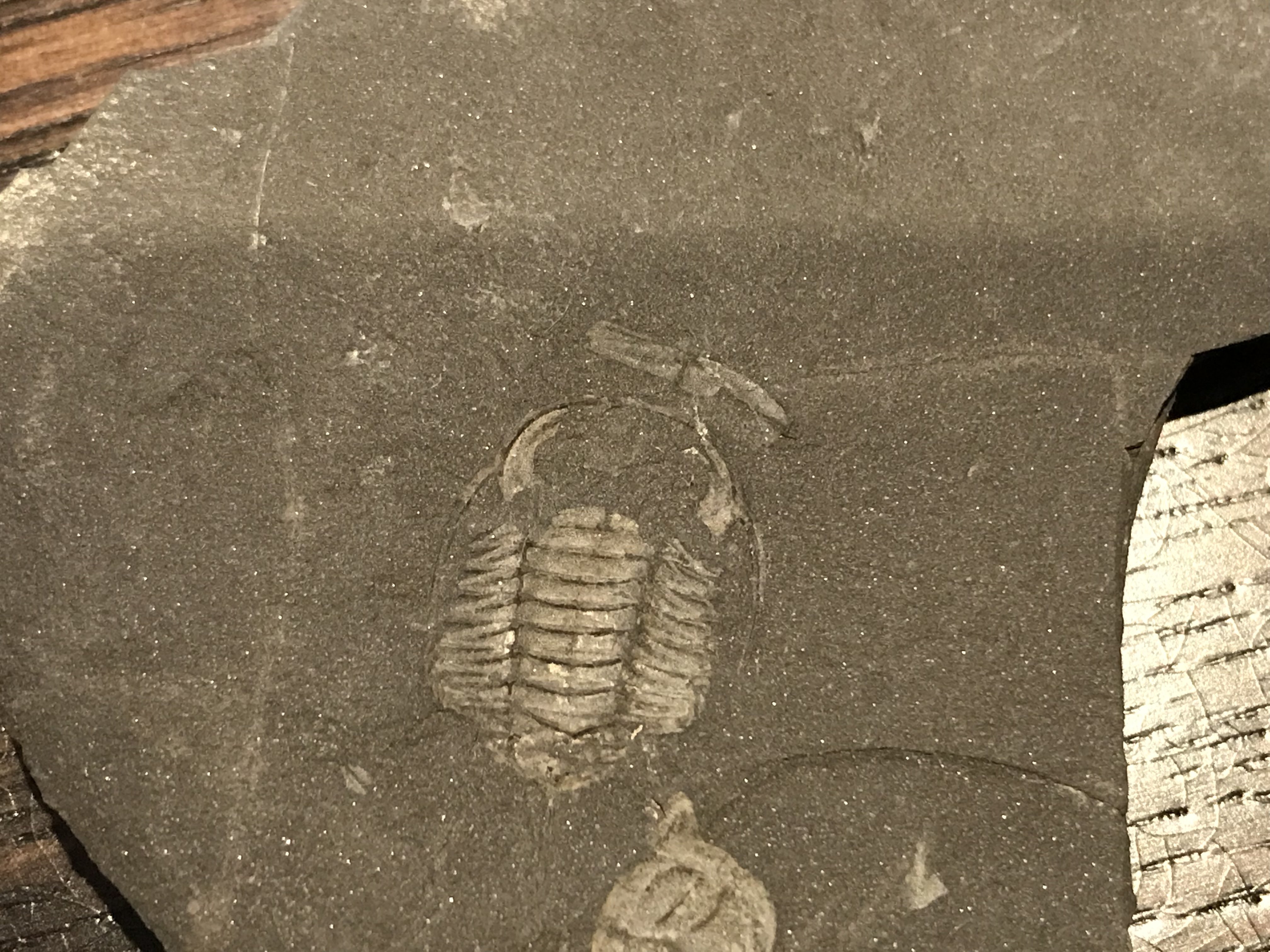 Triarthrus spinosus - Trilobites - The Fossil Forum