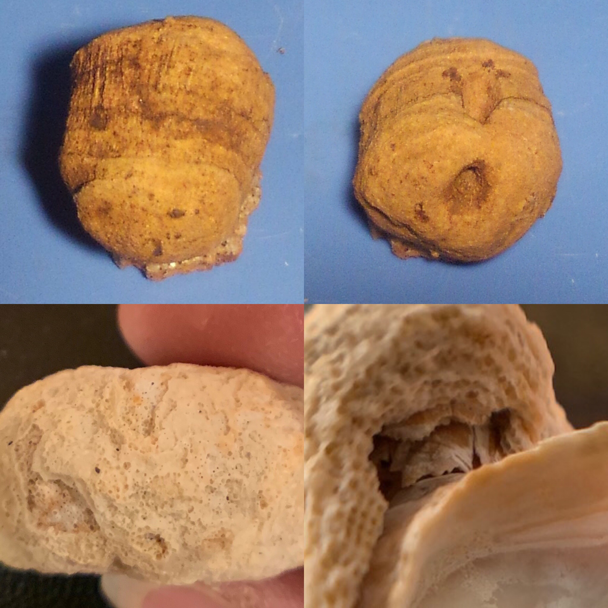 Weird stuff-o-meter - Page 2 - Fossil ID - The Fossil Forum