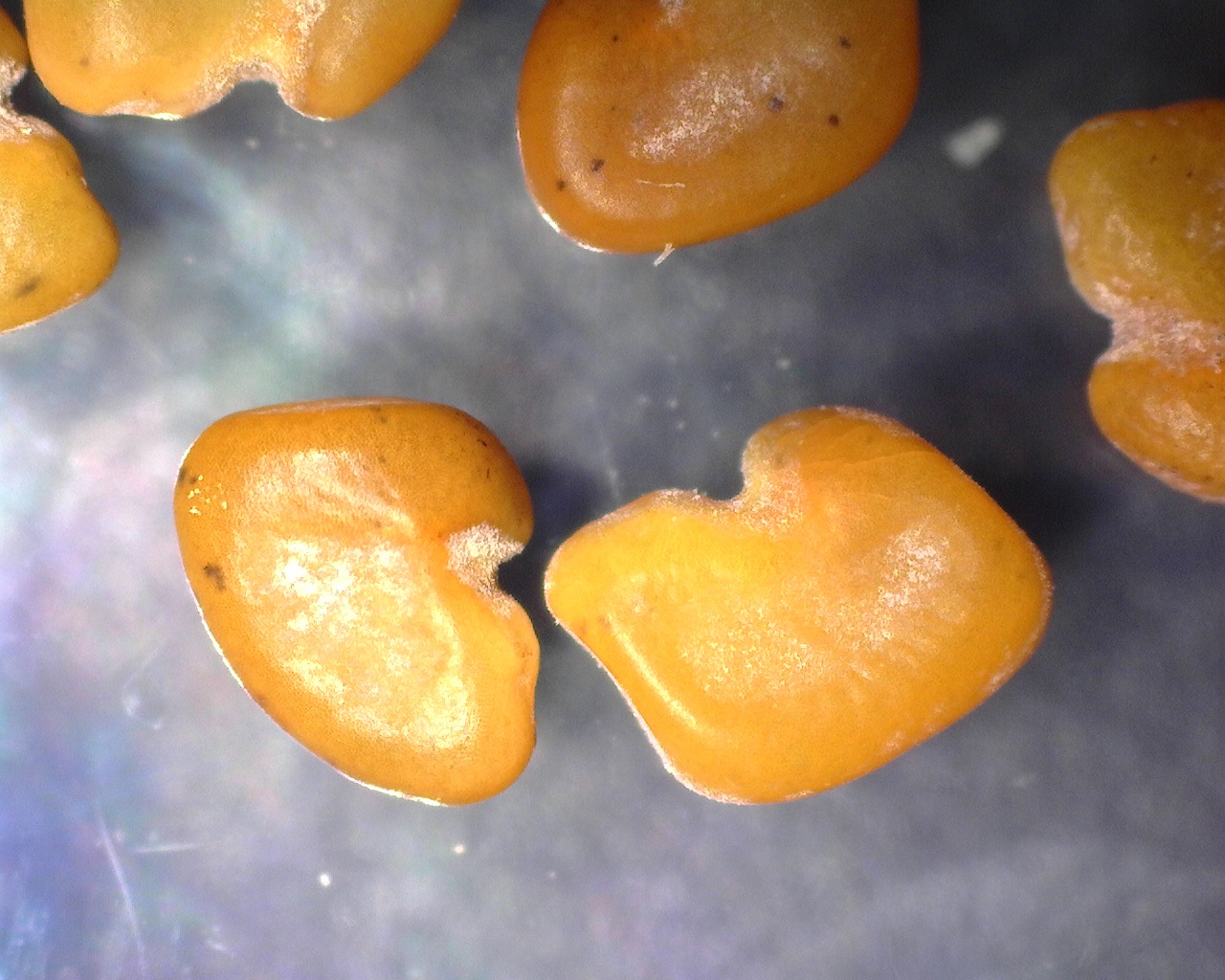 Micro fish teeth? - Fossil ID - The Fossil Forum
