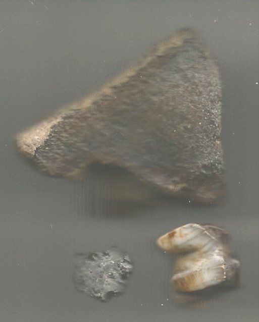 tooth, bone, coral? - Fossil ID - The Fossil Forum